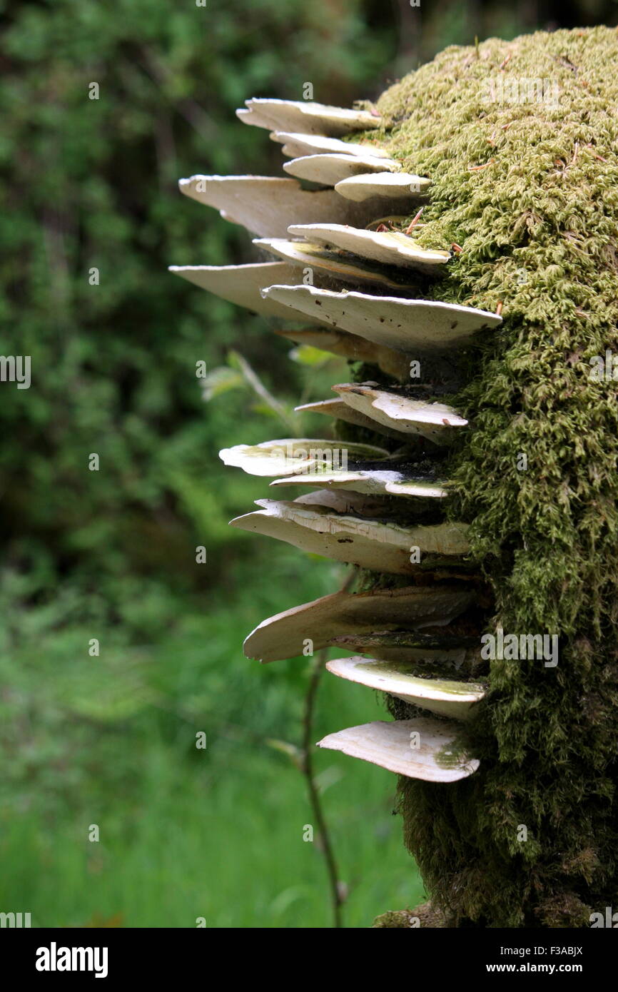 Fungi on trunk moss hi-res stock photography and images - Alamy