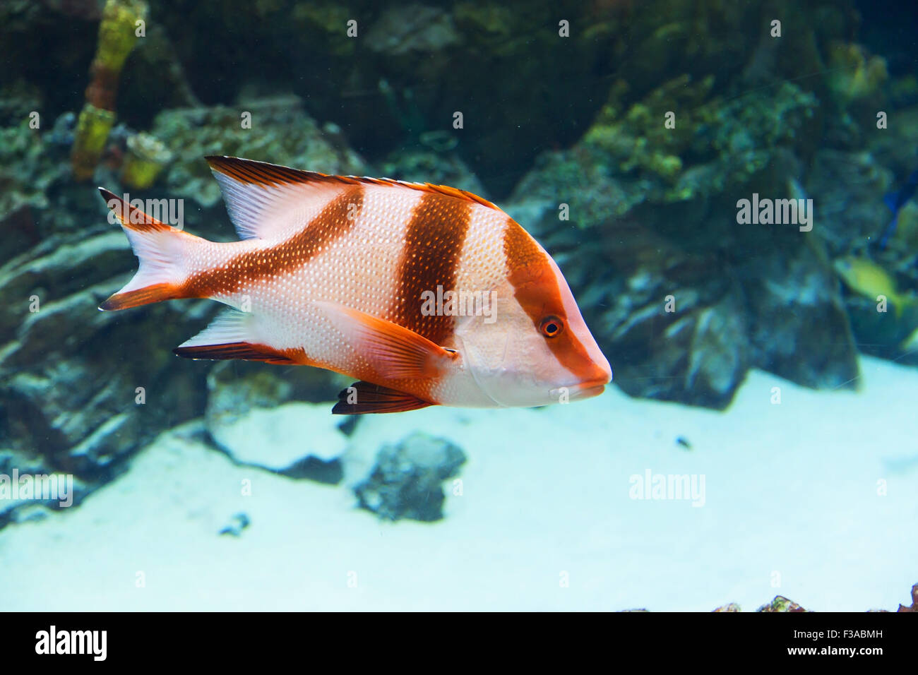 fish in an aquarium Stock Photo - Alamy