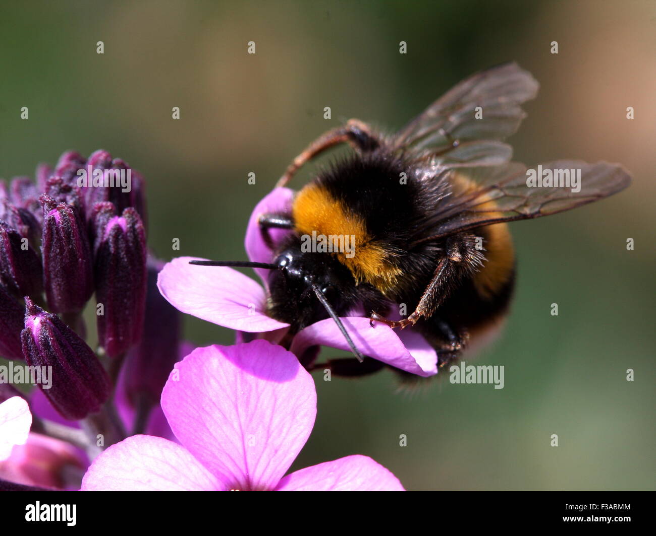 Bee hi-res stock photography and images - Alamy