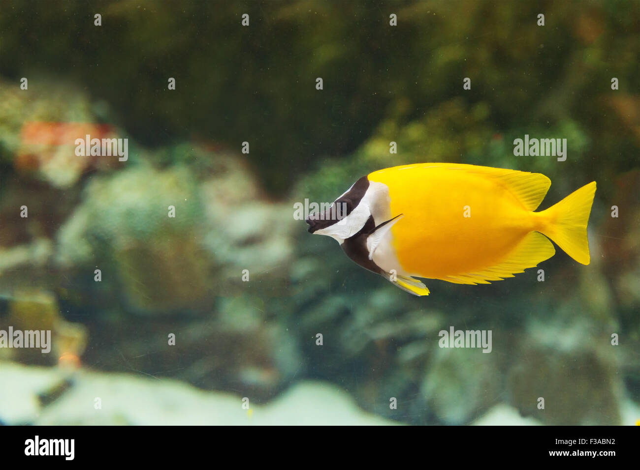 Yellow fish in the aquarium Stock Photo - Alamy