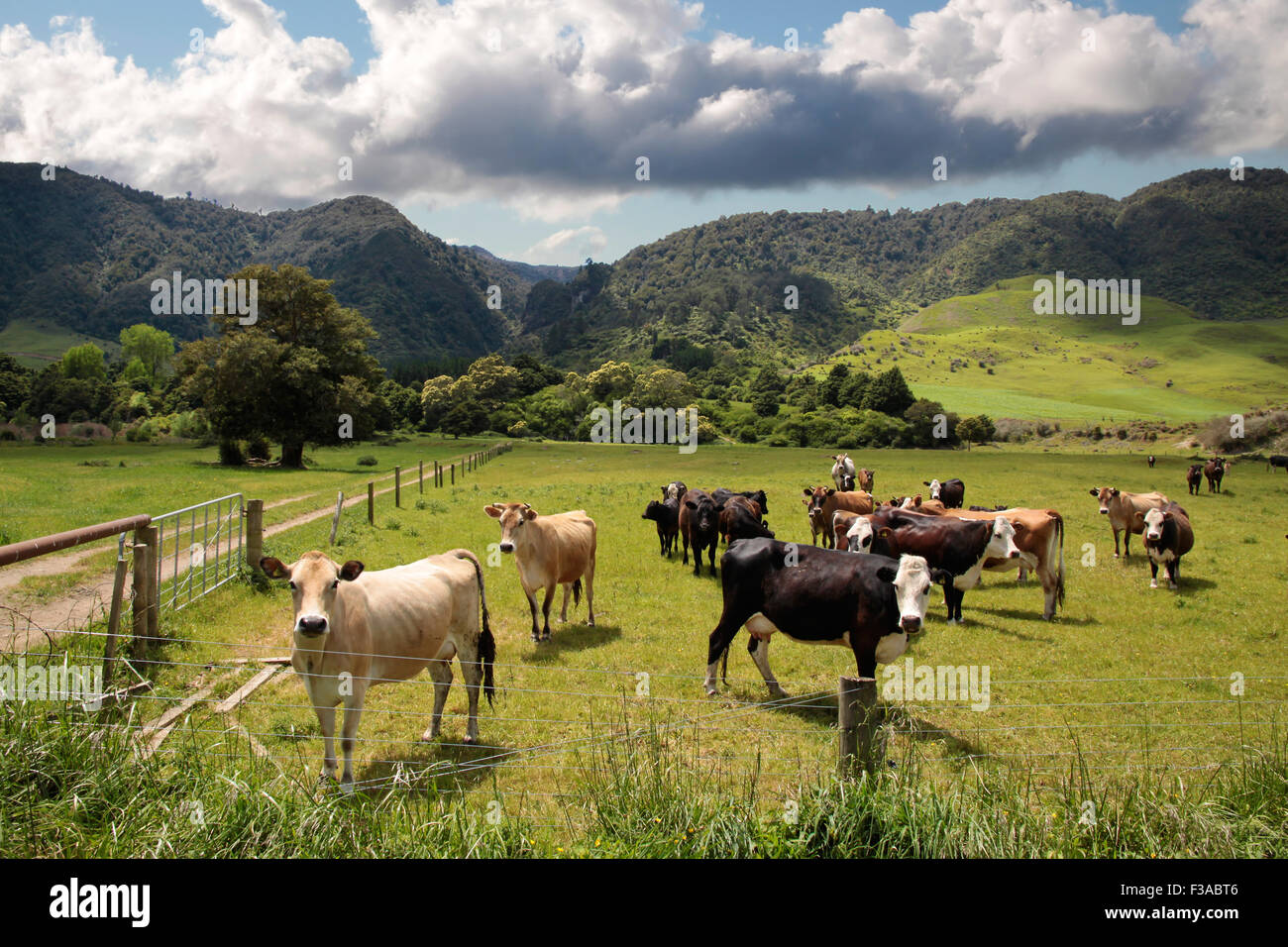 Green pasture cows hi-res stock photography and images - Alamy