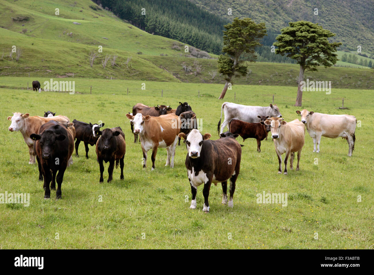 Dairy cows new zealand hi-res stock photography and images - Alamy
