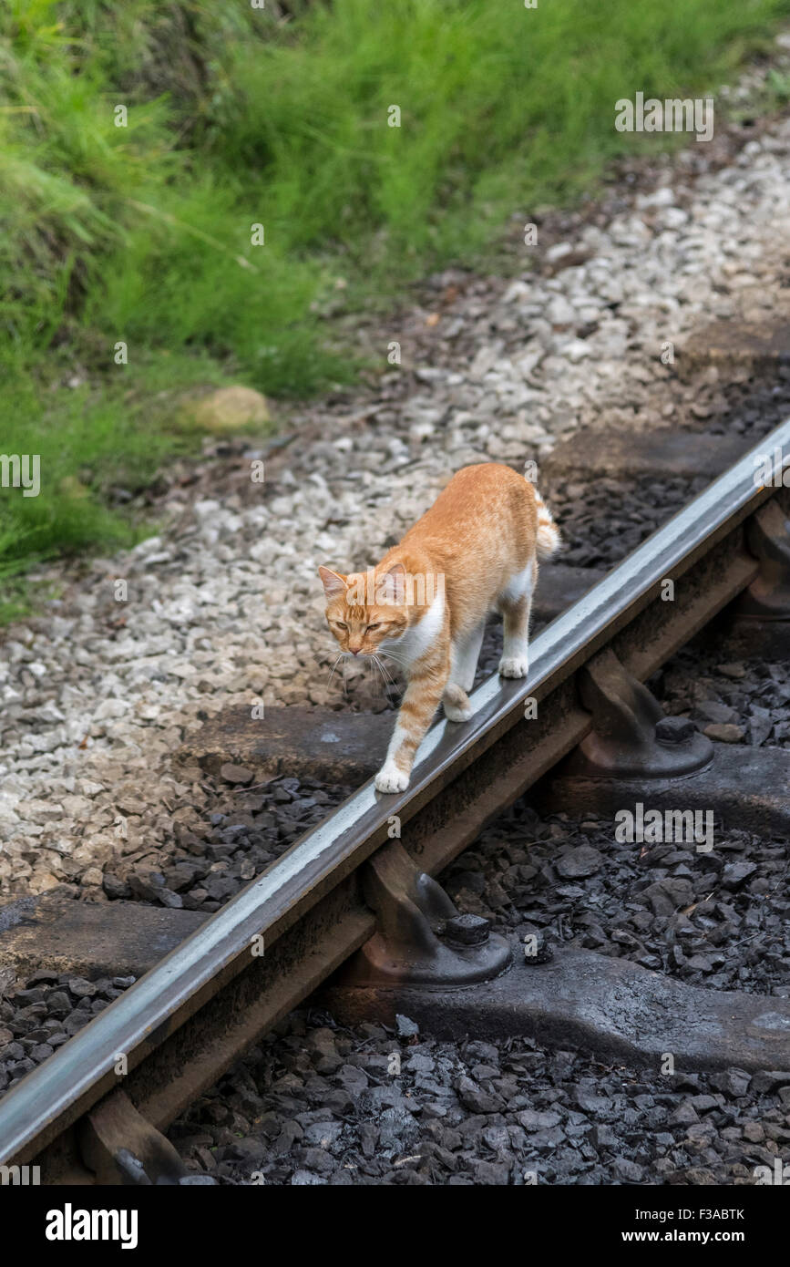Ginger cat on rail railway line tightrope nine lives Stock Photo - Alamy