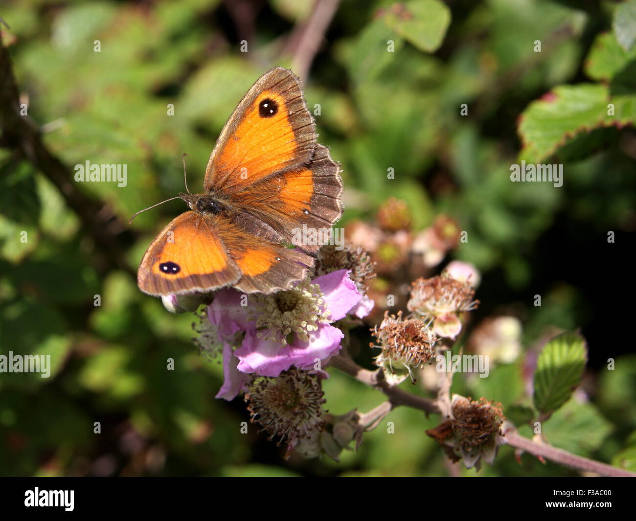 Gatekeeper hi-res stock photography and images - Alamy