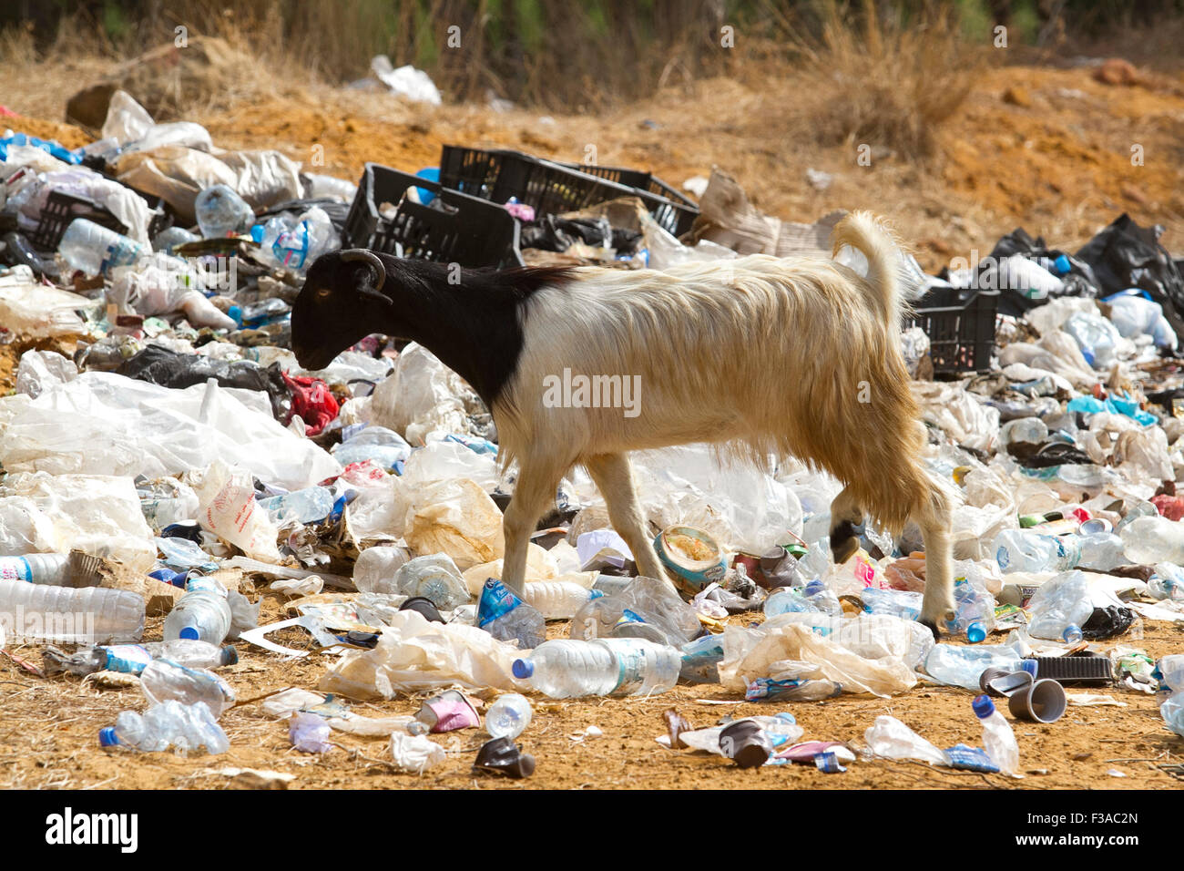 Beirut Lebanon 3rd October 2015. Goats rummaging for food in a rubbish ...