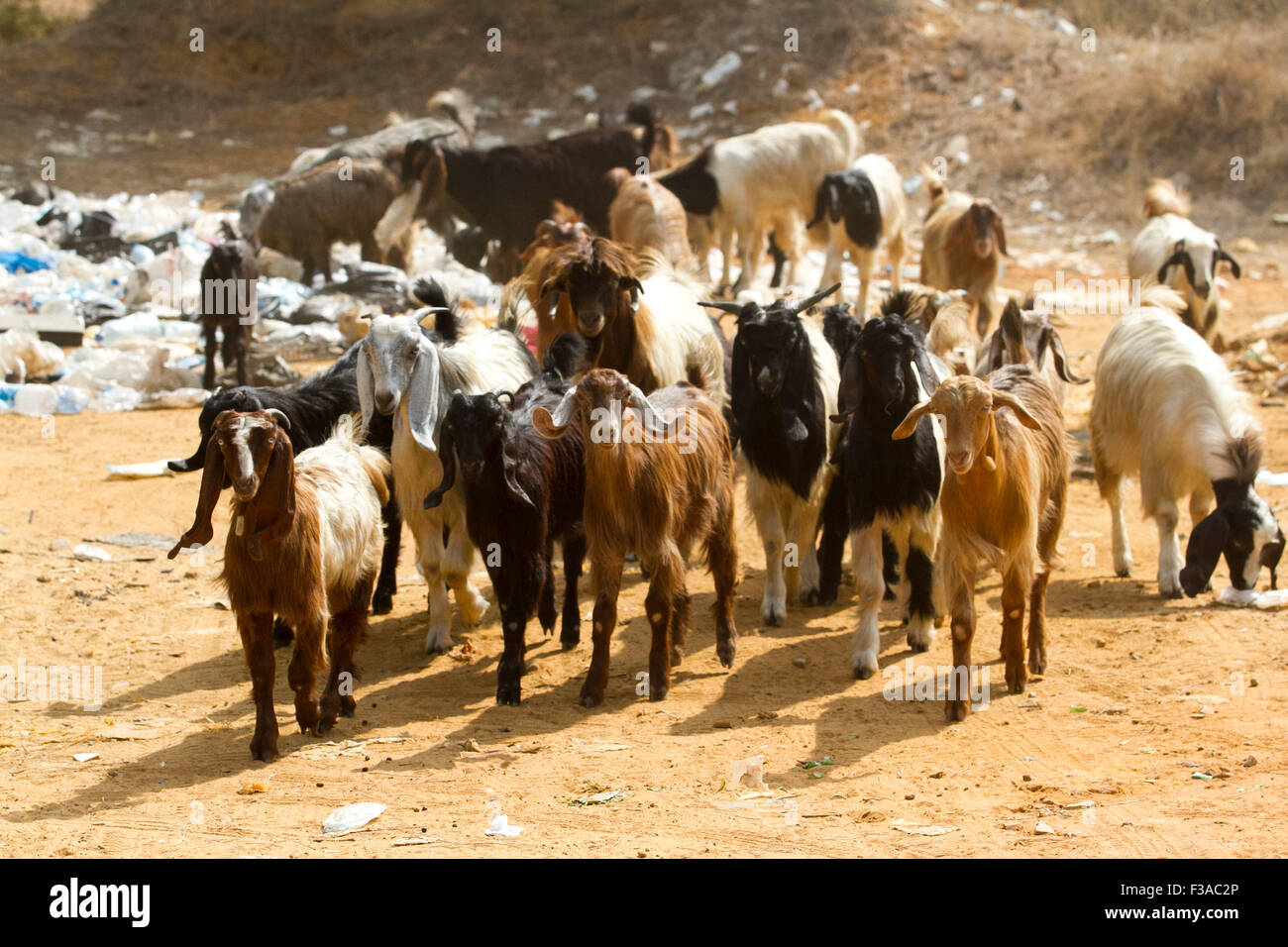 Beirut Lebanon 3rd October 2015. Goats rummaging for food in a rubbish ...