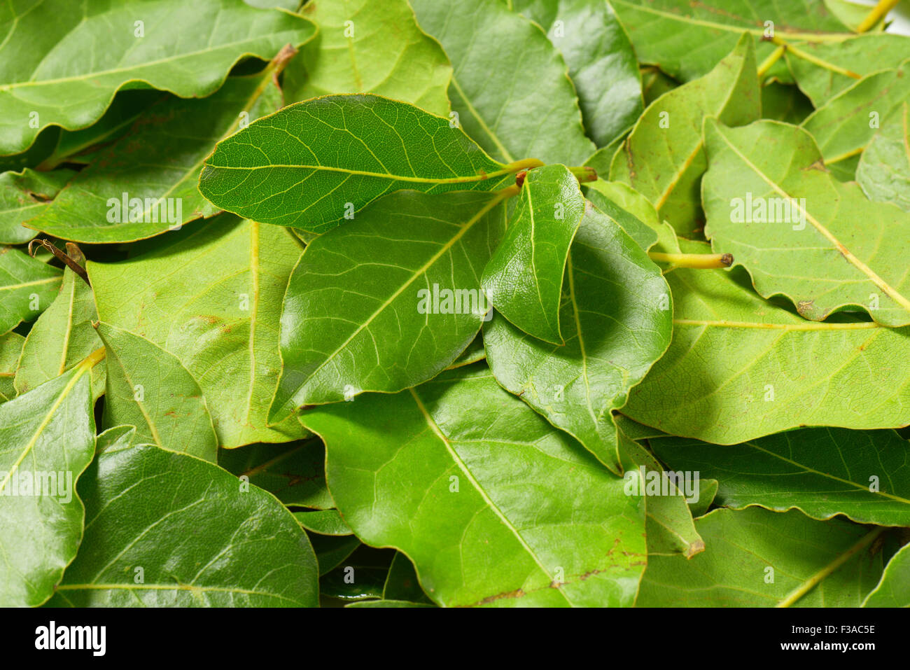 fresh bay leaves background Stock Photo - Alamy