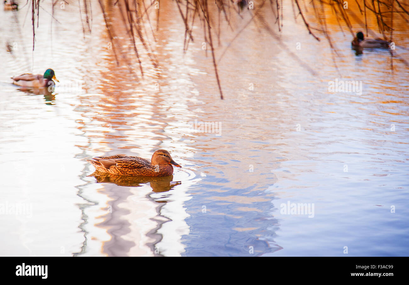 Ducks in water of lake Stock Photo - Alamy