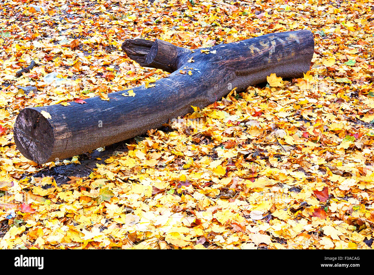 Autume leaves hi-res stock photography and images - Alamy
