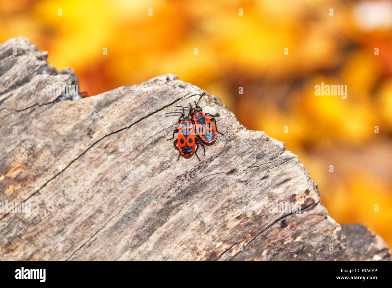 Fire beetles mating hi-res stock photography and images - Alamy