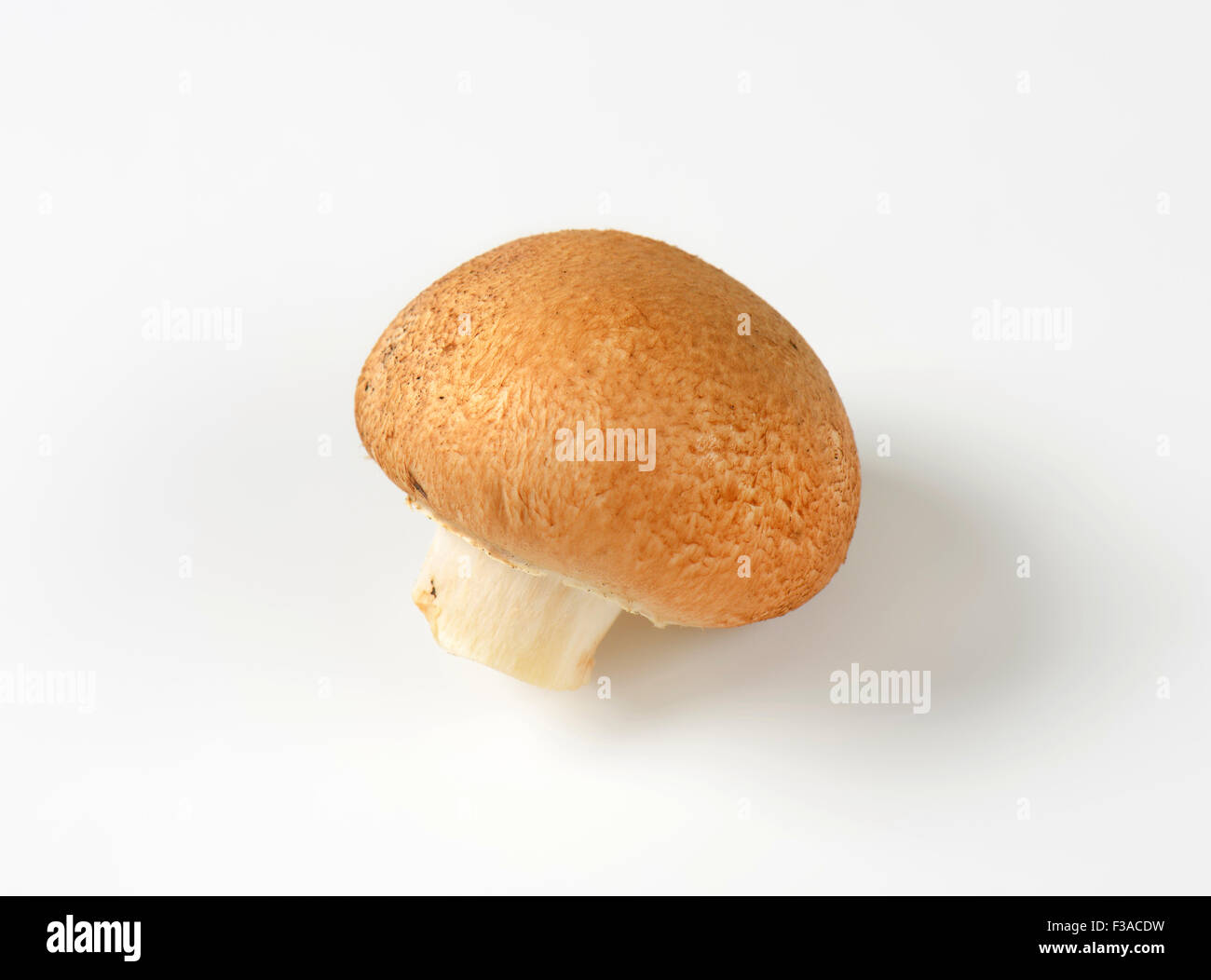 Chestnut Mushroom also known as brown cap mushroom Stock Photo - Alamy