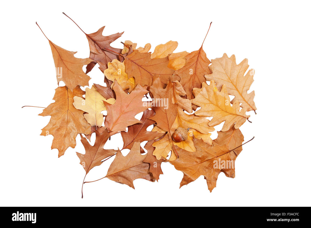 bunch of oak leaves isolated on white background Stock Photo - Alamy