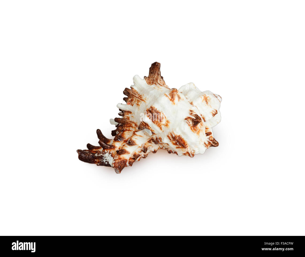 seashell isolated on white background Stock Photo - Alamy