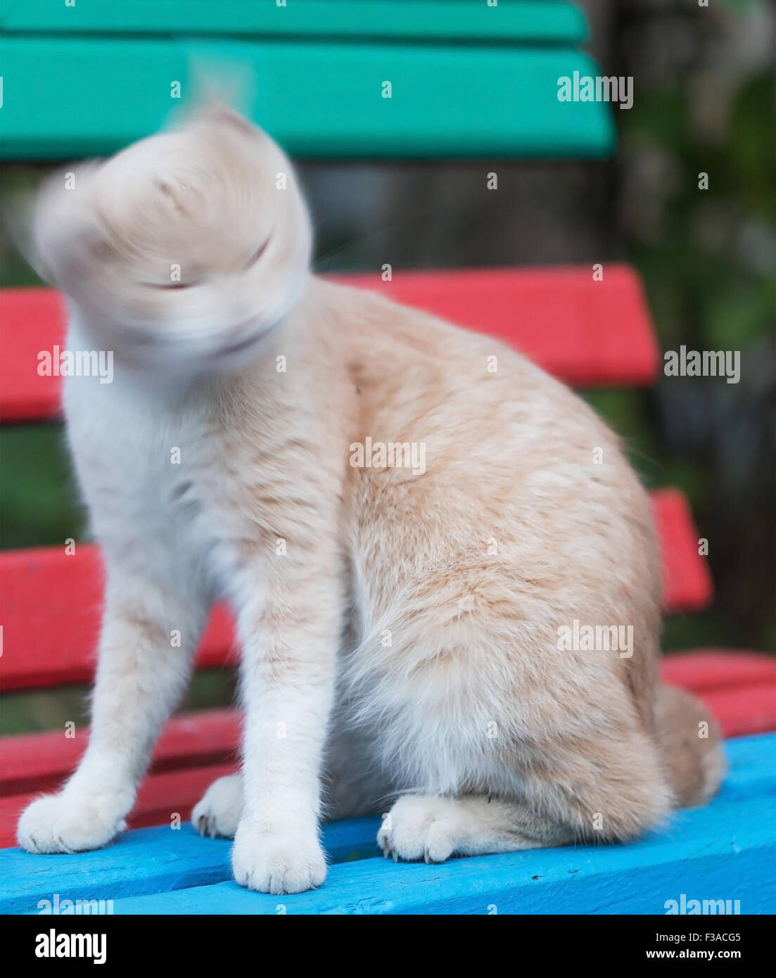 Cat on a bench waving head Stock Photo - Alamy