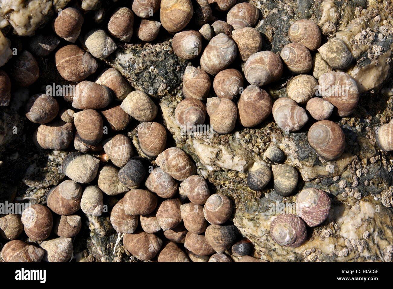 Winkles hi-res stock photography and images - Alamy