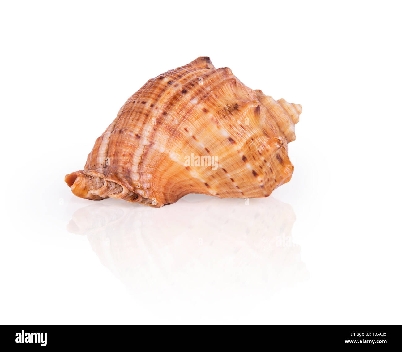 Tropical souvenir hi-res stock photography and images - Alamy