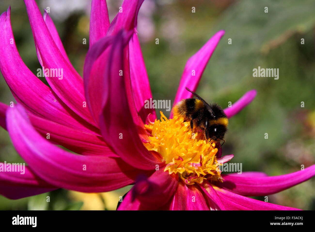 Collecting nectar on flower hi-res stock photography and images - Alamy