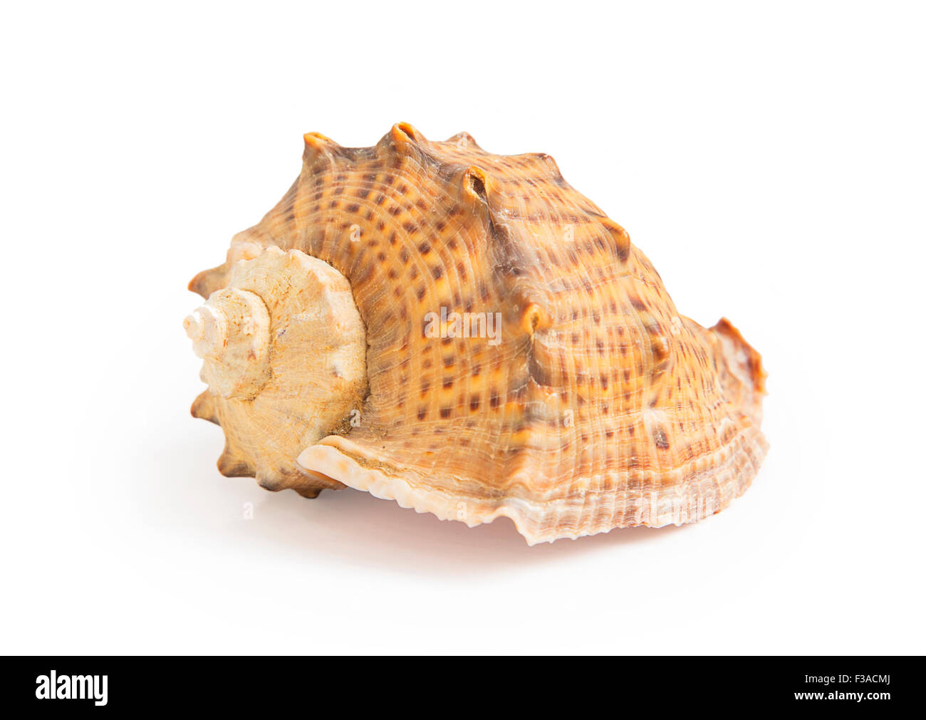 Tropical souvenir hi-res stock photography and images - Alamy