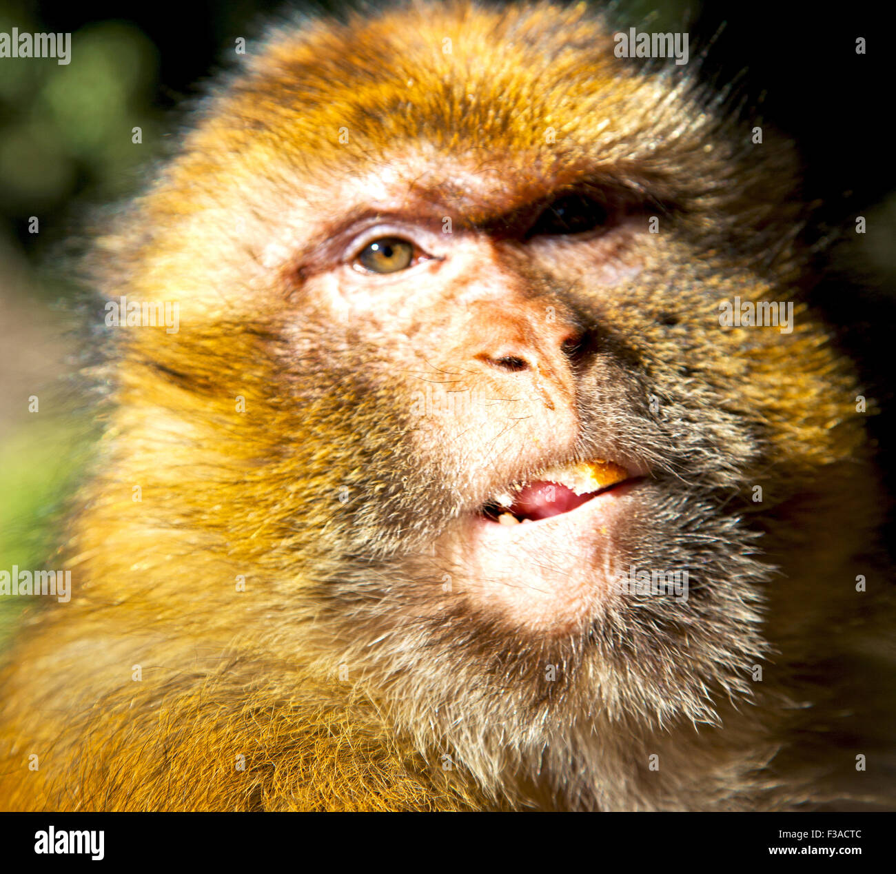 old monkey in africa morocco and natural background fauna close up ...