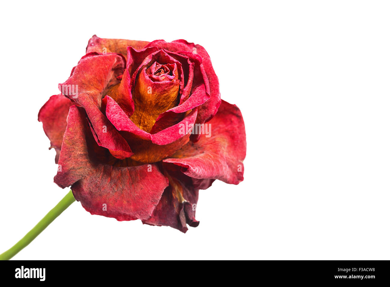 Withered red rose isolated on white background Stock Photo - Alamy