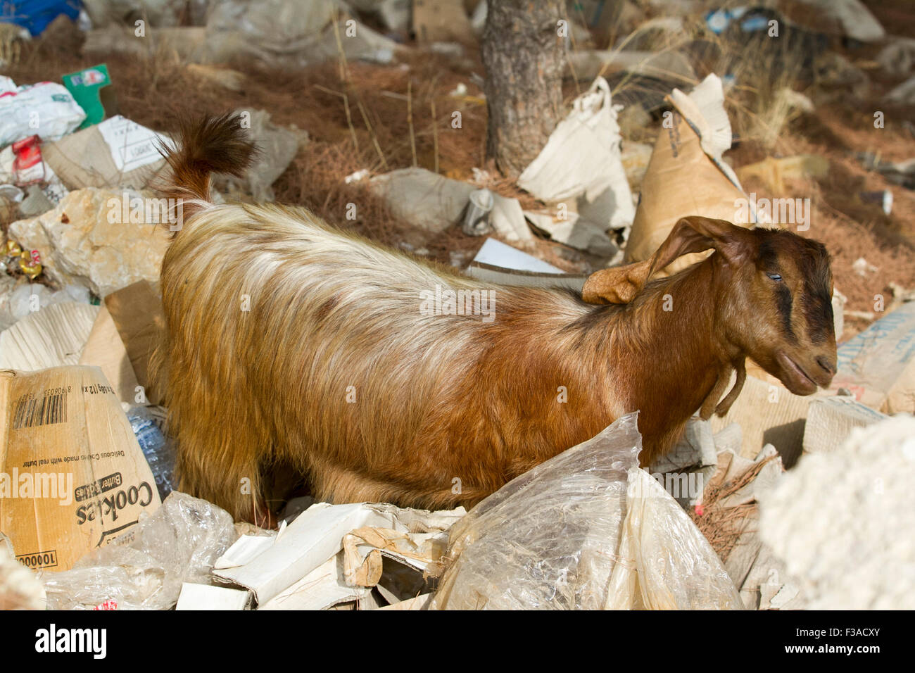 Beirut Lebanon 3rd October 2015. Goats rummaging for food in a rubbish ...