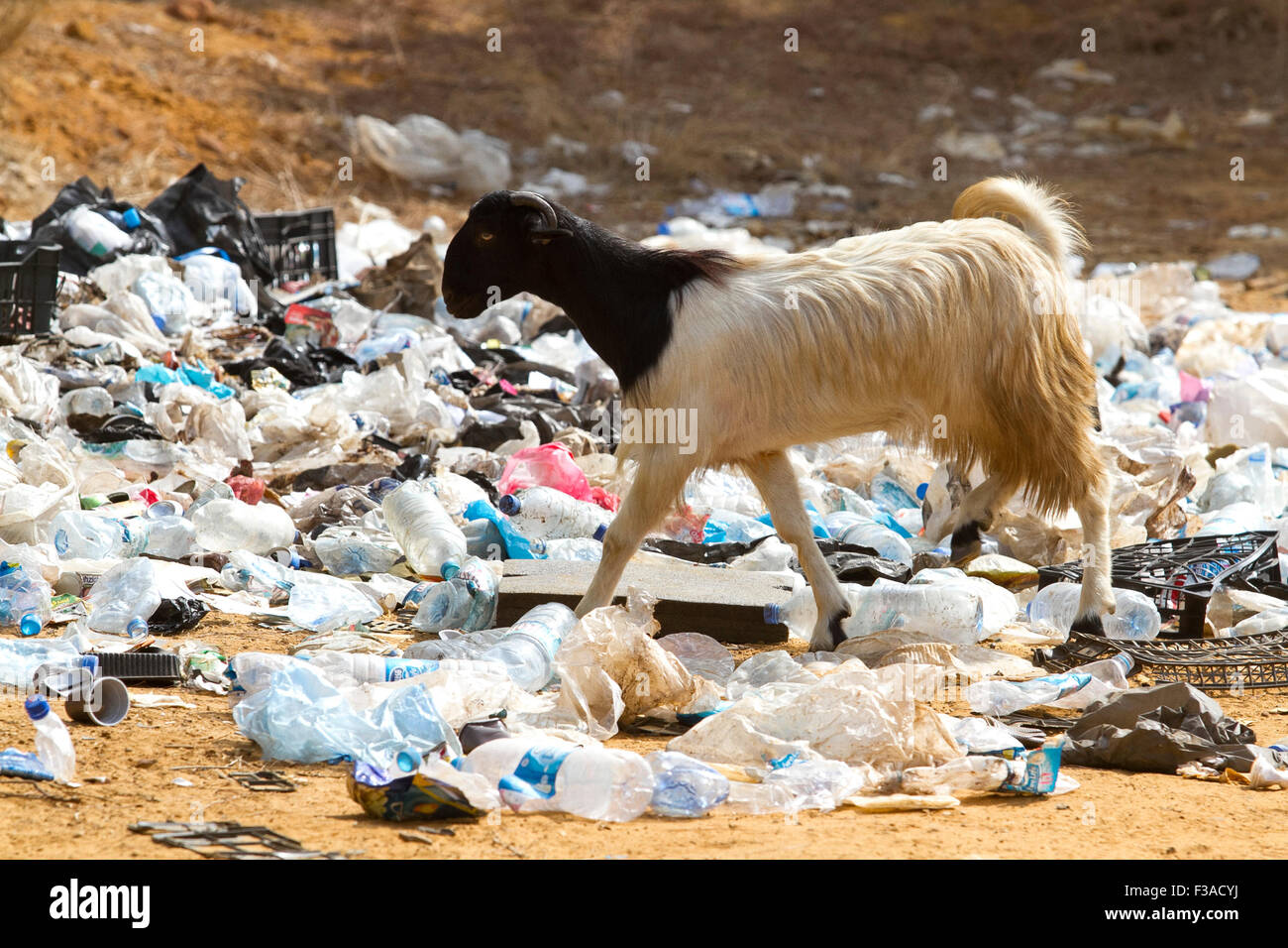 Beirut Lebanon 3rd October 2015. Goats rummaging for food in a rubbish ...