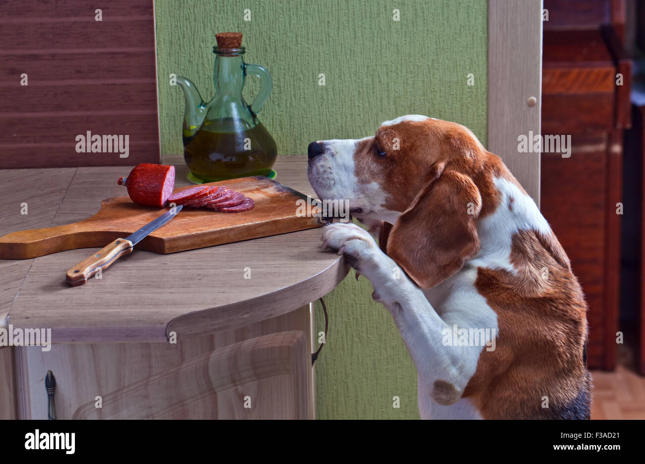 Cute beagle eating sausage in the kitchen Stock Photo - Alamy