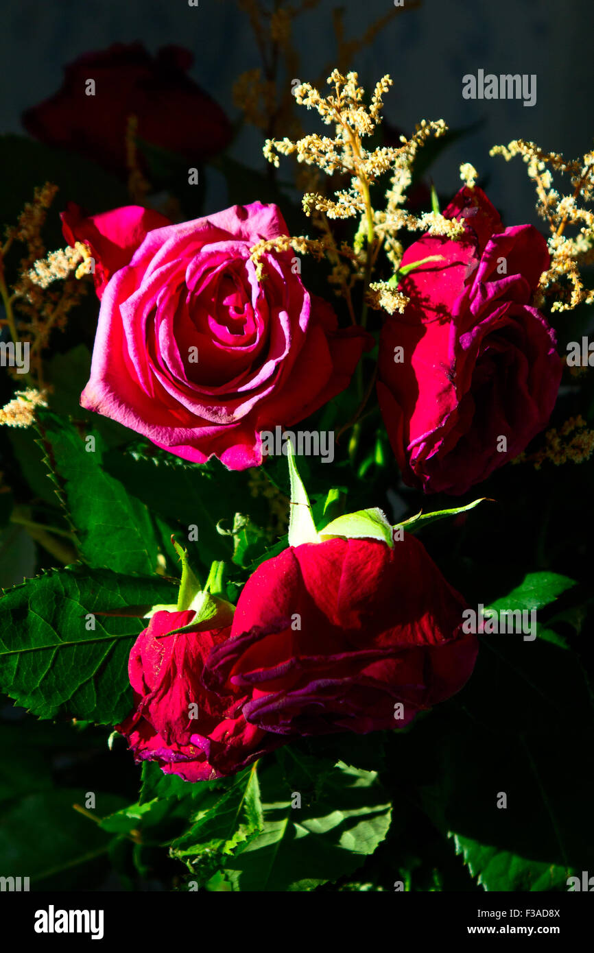 Black spot on roses hi-res stock photography and images - Alamy