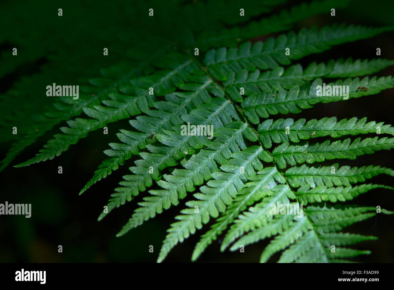 Fern in summer forest hi-res stock photography and images - Alamy