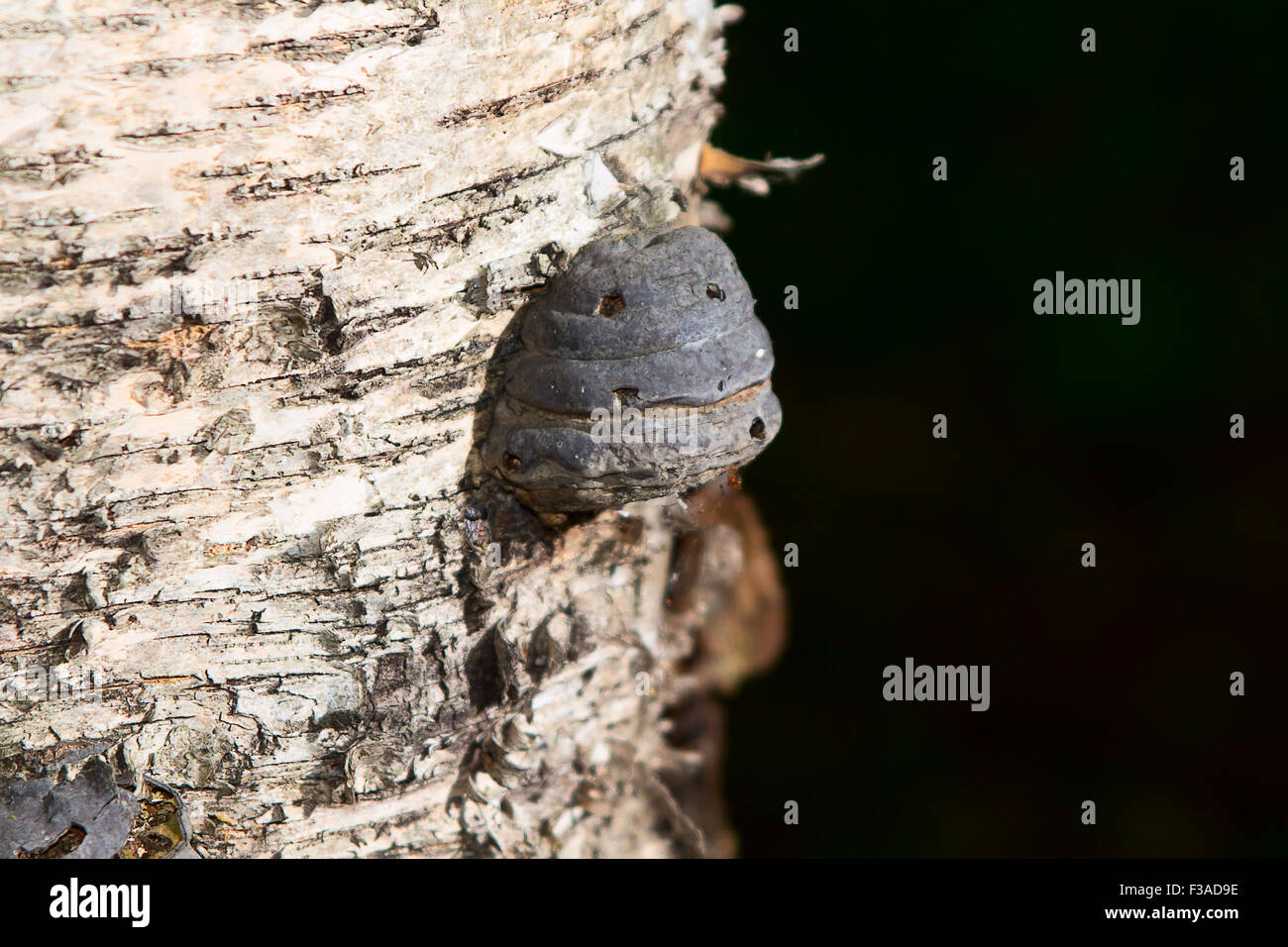 Chaga mushroom on birch in mixed forest Stock Photo - Alamy