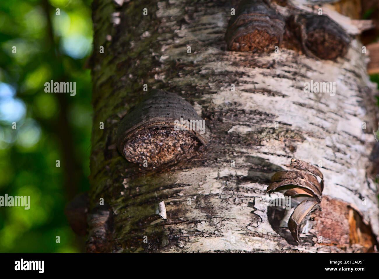 Chaga mushroom on birch in mixed forest Stock Photo - Alamy