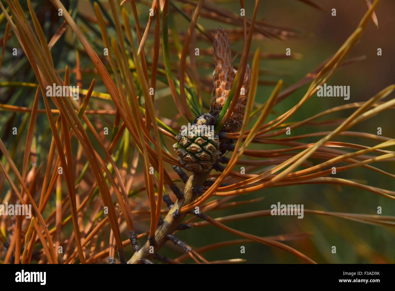 Young pine cone hi-res stock photography and images - Alamy