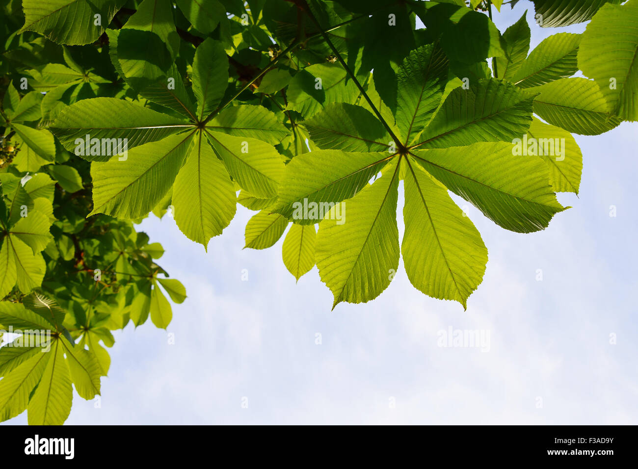 Translucent leaves hi-res stock photography and images - Alamy