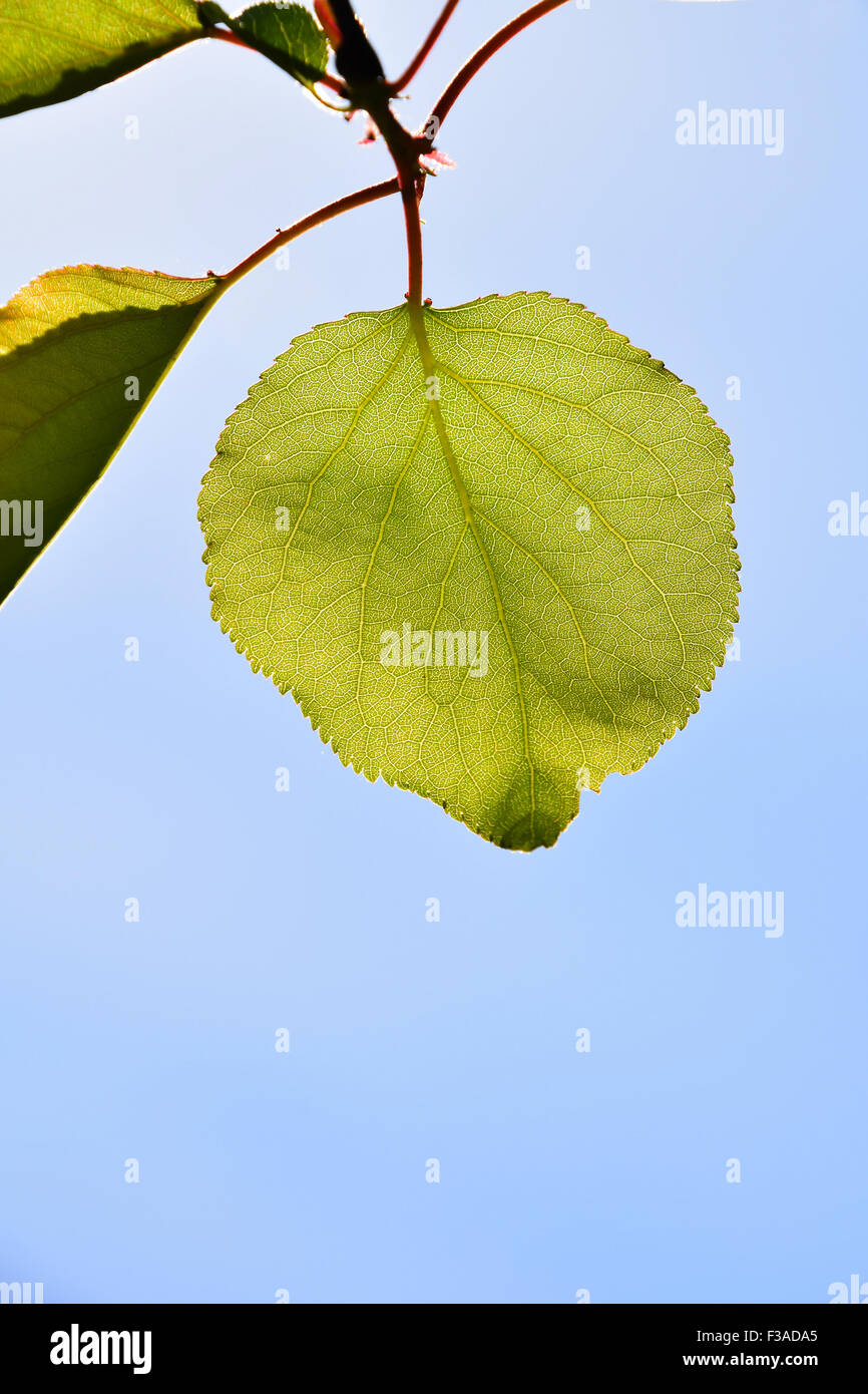 Translucent green leaf hi-res stock photography and images - Alamy