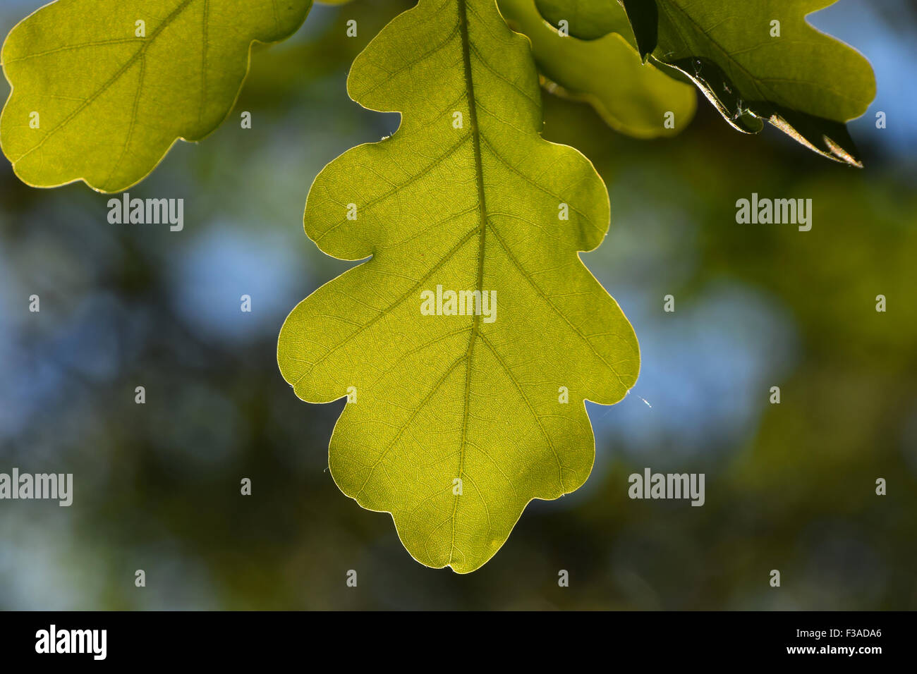 Shiny vivid translucent oak tree leaf on blue sky and green background ...