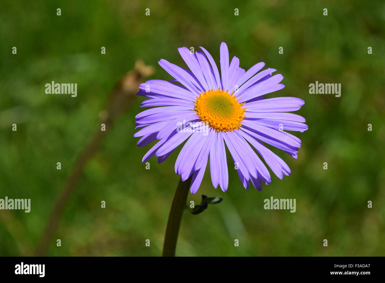 One purple Alpine aster flower on background of green grass Stock Photo ...
