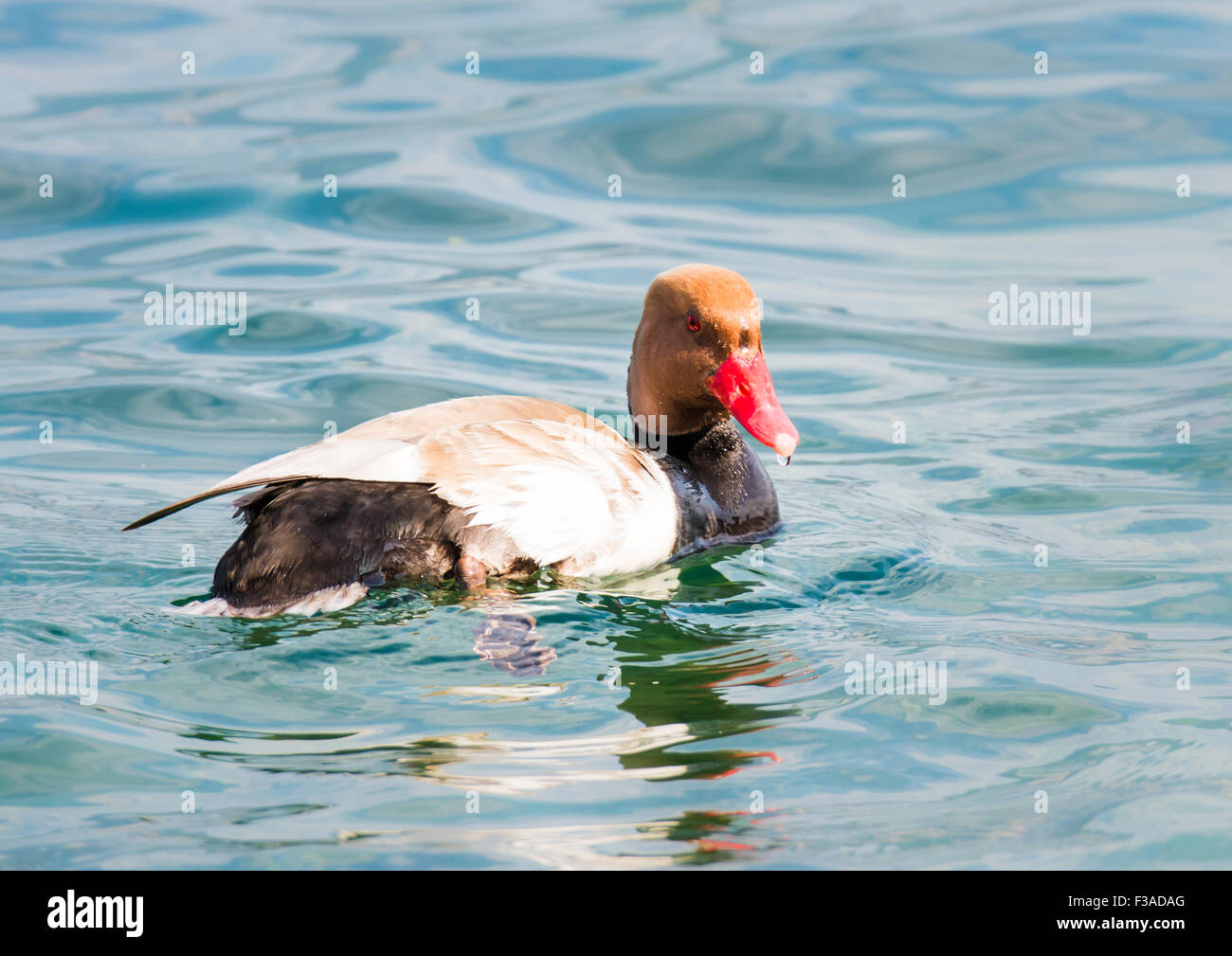 Red beak duck hi-res stock photography and images - Alamy