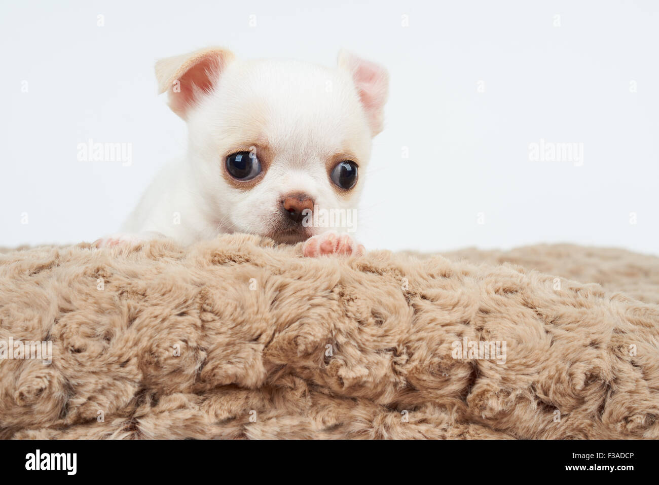 White puppy of Chihuahua on beige pet bed Stock Photo - Alamy