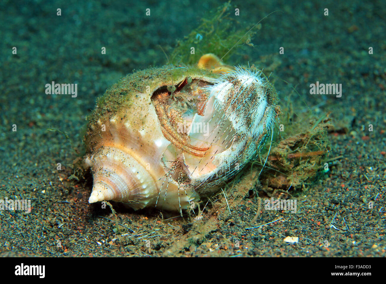 Crab puri jati hi-res stock photography and images - Alamy
