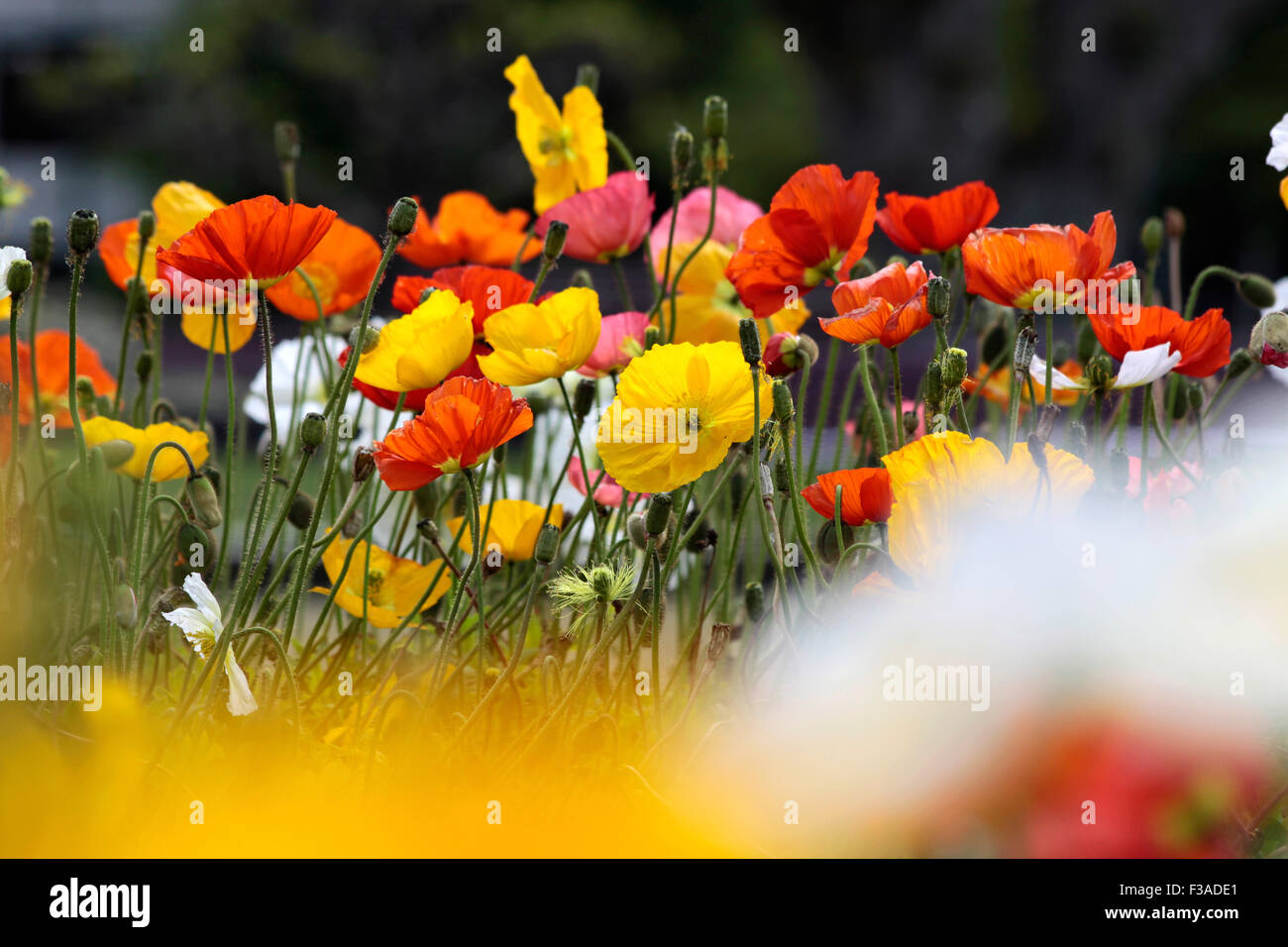 Zealand yellow red hi-res stock photography and images - Alamy