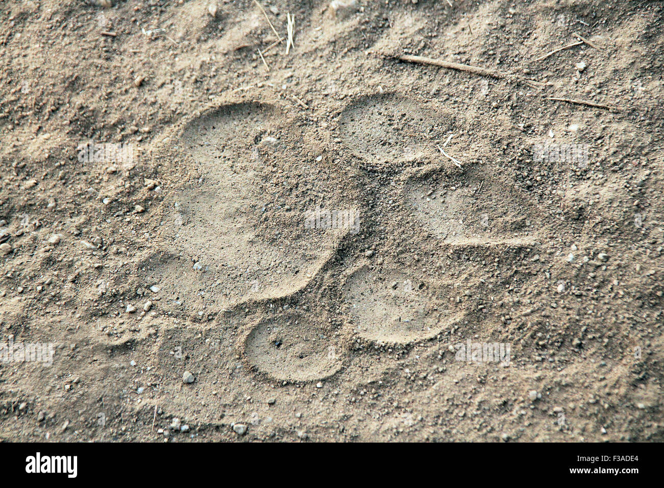 Tiger Footprint in Sand. Kanha National Park, Madhya Pradesh, India ...