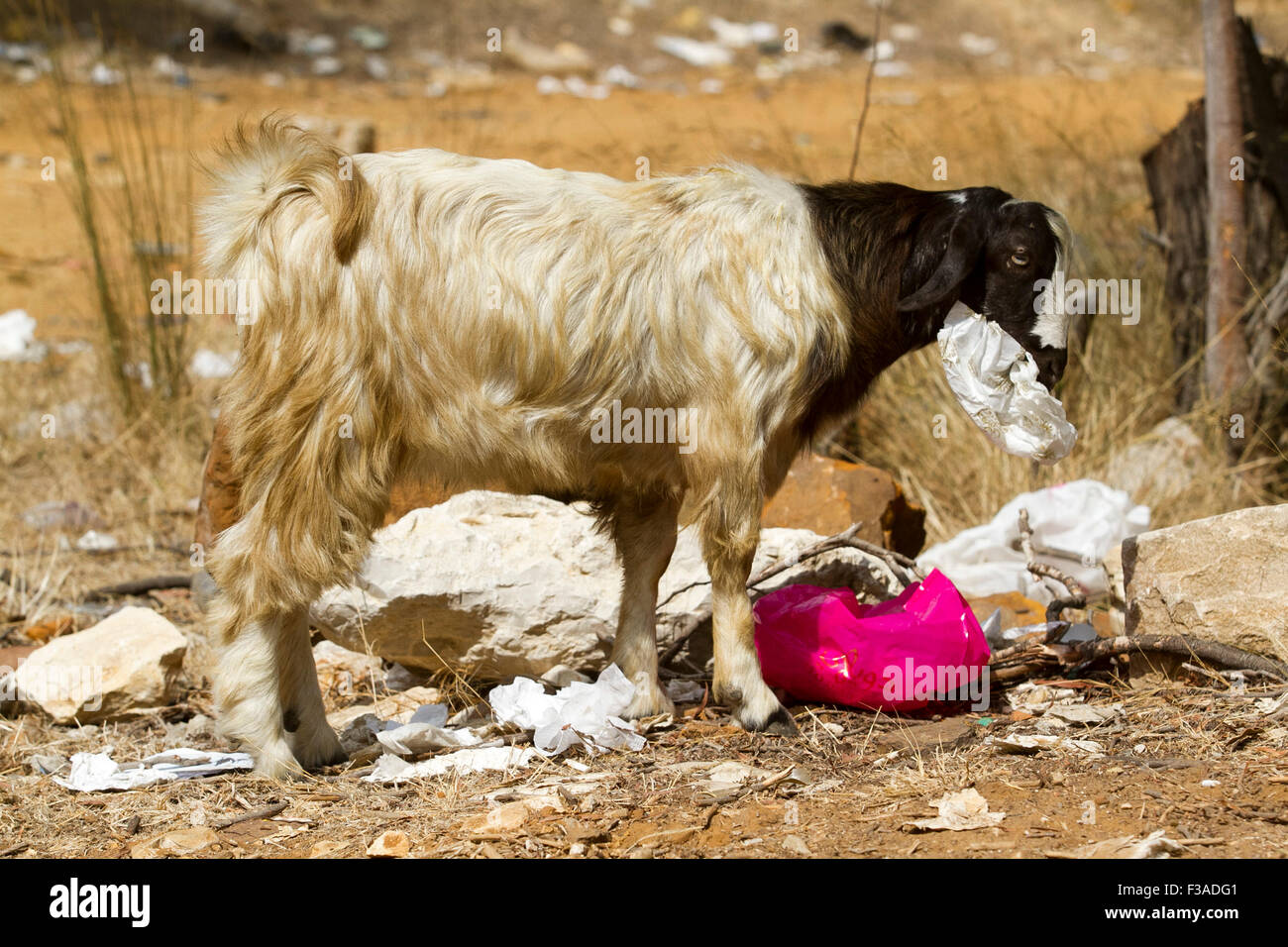 Beirut Lebanon 3rd October 2015. Goats rummaging for food in a rubbish ...