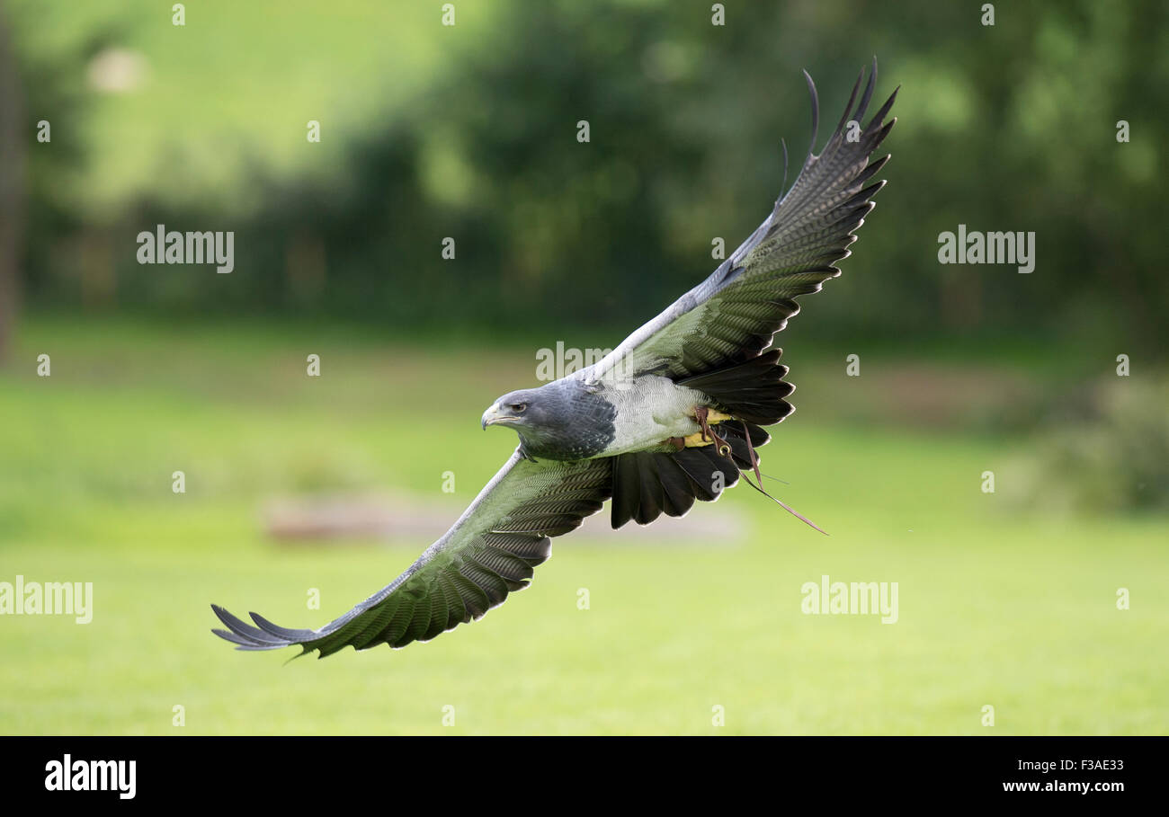 a grey buzzard Eagle at the International bird of prey centre Newent ...