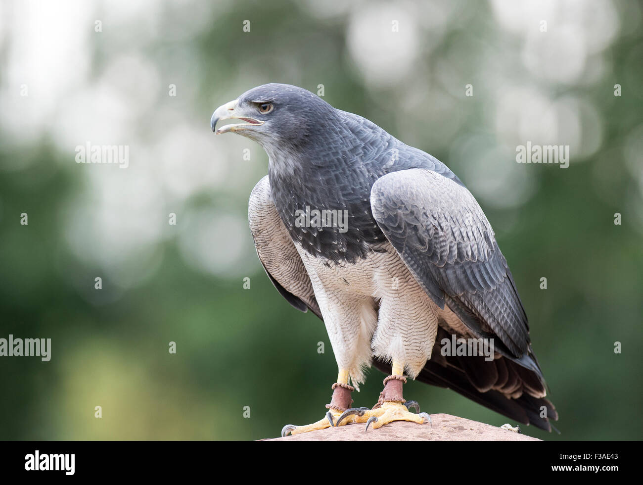 a grey buzzard Eagle at the International bird of prey centre Newent ...