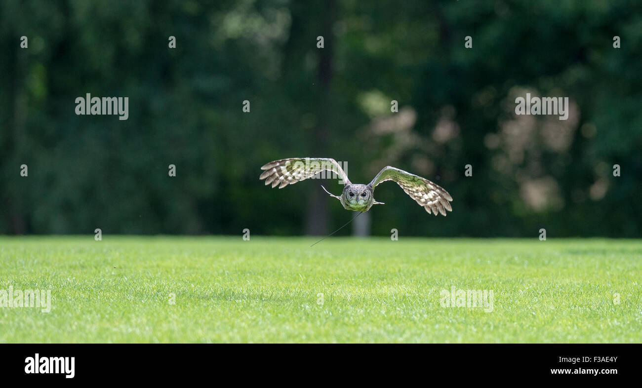 The tawny owl is an owl native to England, Wales and Scotland has a ...