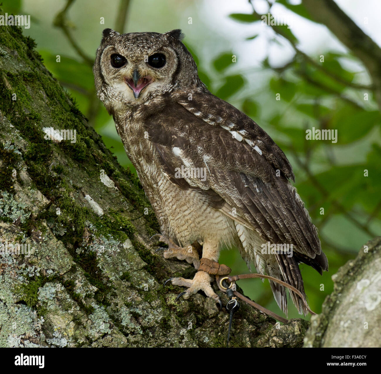 The tawny owl is an owl native to England, Wales and Scotland has a ...