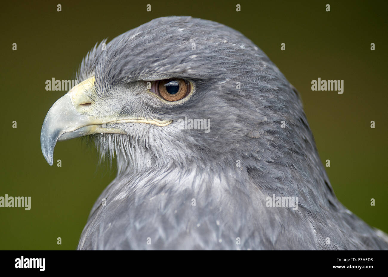 a grey buzzard Eagle at the International bird of prey centre Newent ...