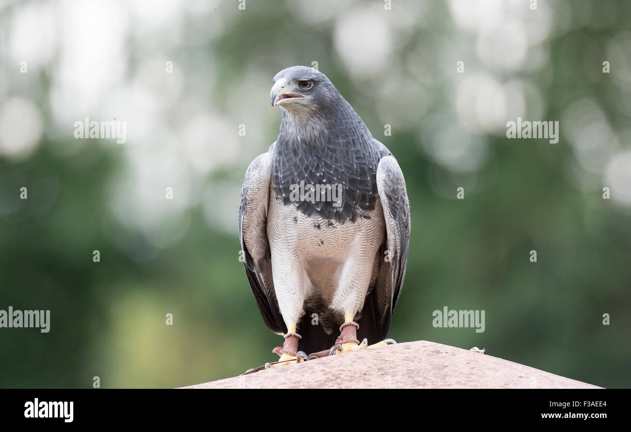 a grey buzzard Eagle at the International bird of prey centre Newent ...