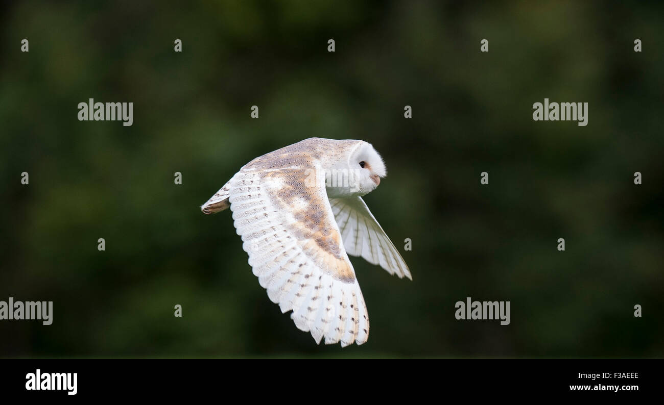 The tawny owl is an owl native to England, Wales and Scotland has a ...
