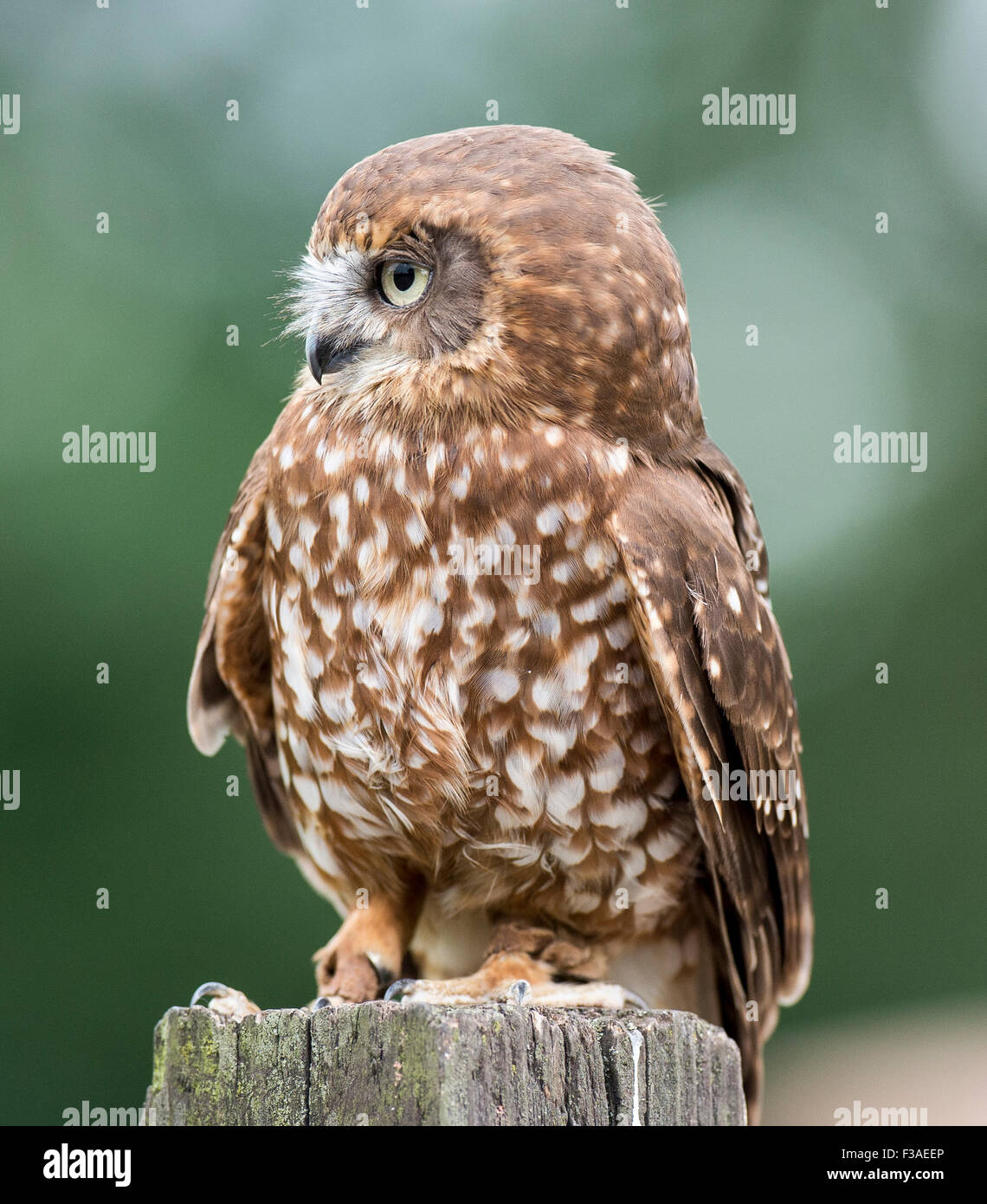 Nocturnal undulating flight hi-res stock photography and images - Alamy